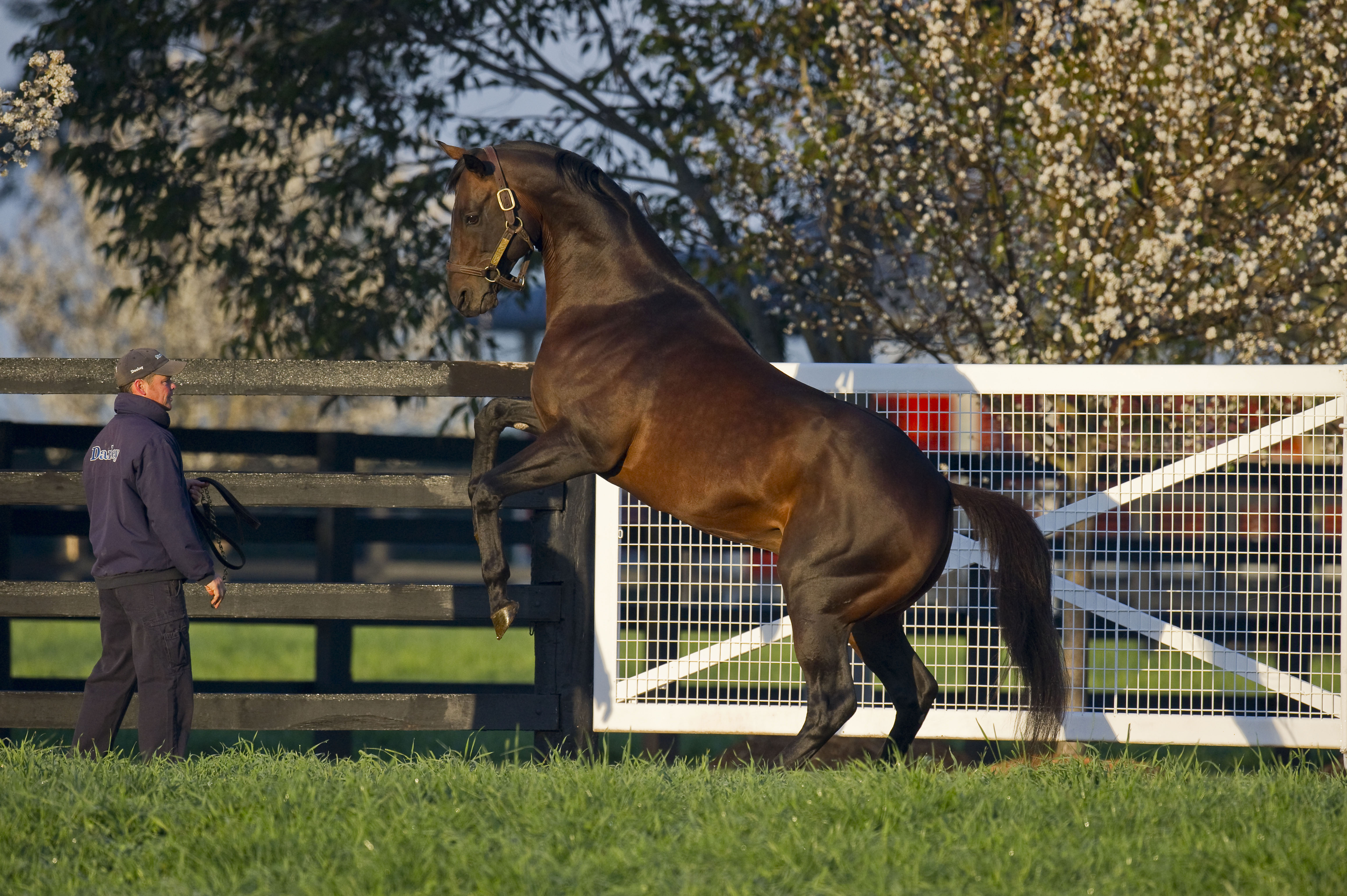 A Horse Named Winx | HOYTS Cinemas